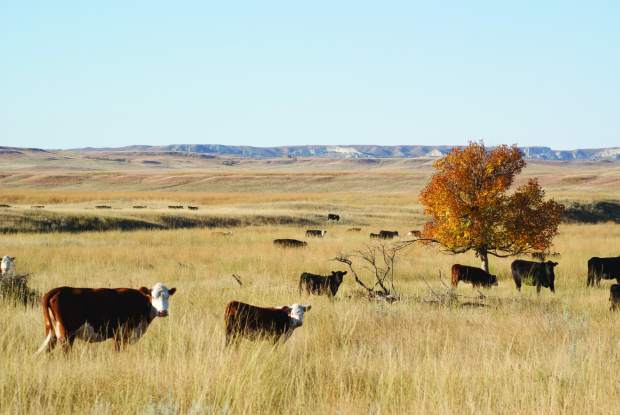 Grassland Conversion Impacts | TSLN.com