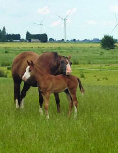Spaying mares: A method to permanently manage behavior | TSLN.com