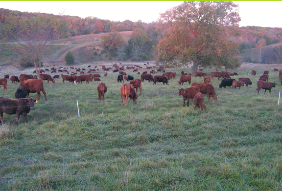 Greg Judy shares insight on mob grazing | TSLN.com