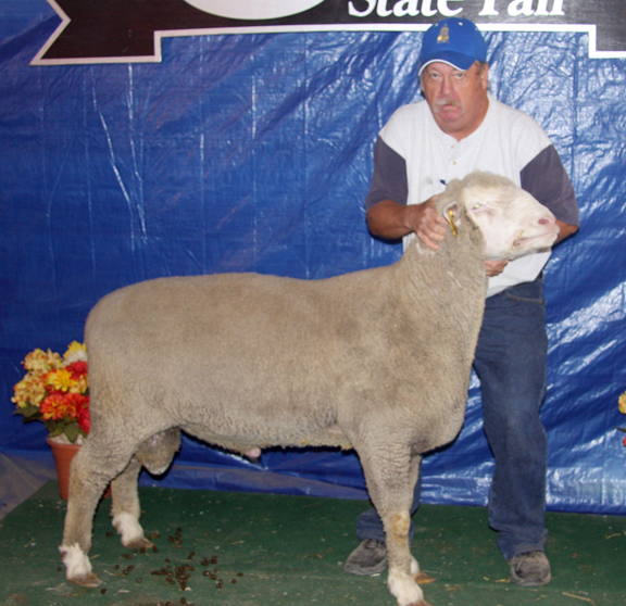 Photo gallery: 2011 South Dakota State Fair Targhee sheep show ...