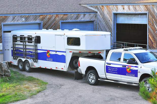 JUSTICE FOR DUAL PEPPY: Former champion cutting horse found ...