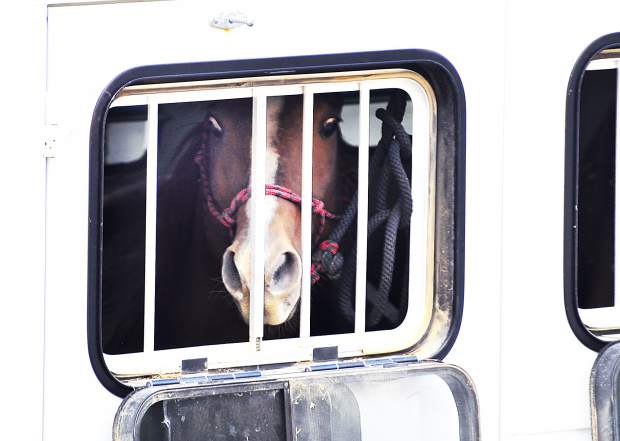 JUSTICE FOR DUAL PEPPY: Former champion cutting horse found ...