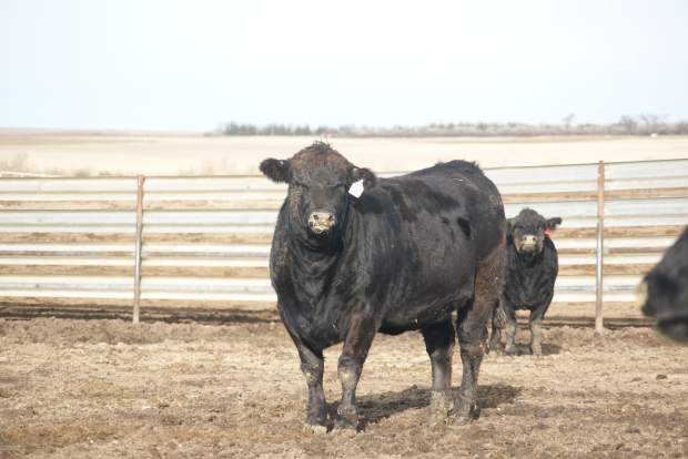 Study: Zilmax has no apparent detrimental effect on cattle health ...