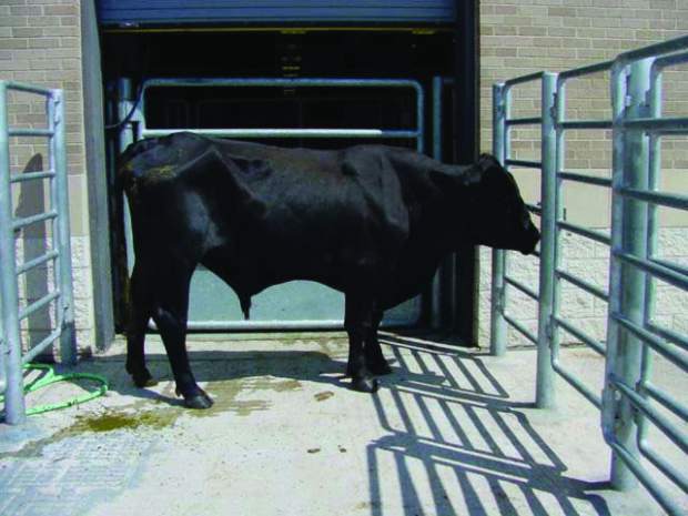 Johne’s disease affects beef cattle, as well | TSLN.com
