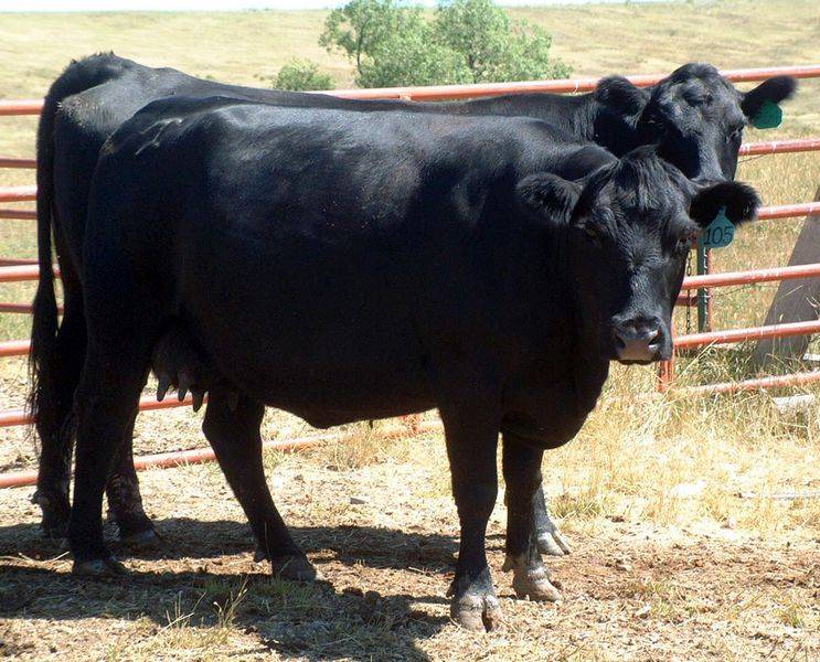 Audit finds live animal import flaws | TSLN.com