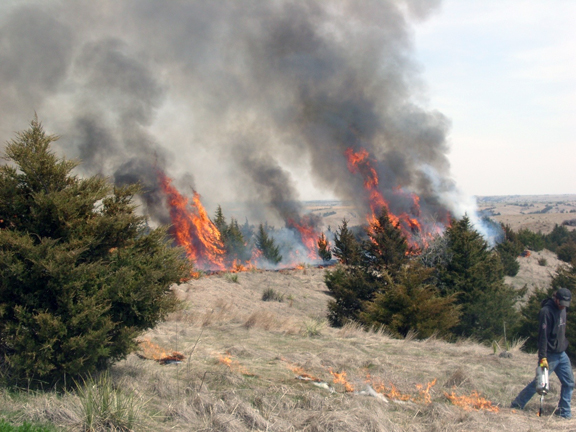 Managing eastern red cedar encroachment on grazing lands | TSLN.com