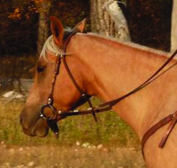 Trainer shares a bit of advice on starting colts | TSLN.com