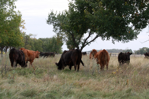 Plan ahead to manage weeds, pests in pastures | TSLN.com