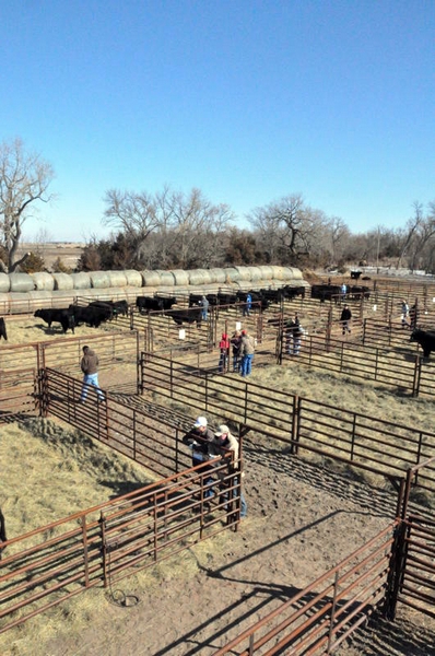Green Valley Cattle: Focused on the ‘big picture’ | TSLN.com