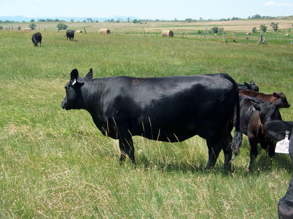 Keys to comprehensive parasite control in cattle | TSLN.com