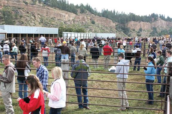 8th Annual Cattle Judging held at Heart Six Ranch | TSLN.com