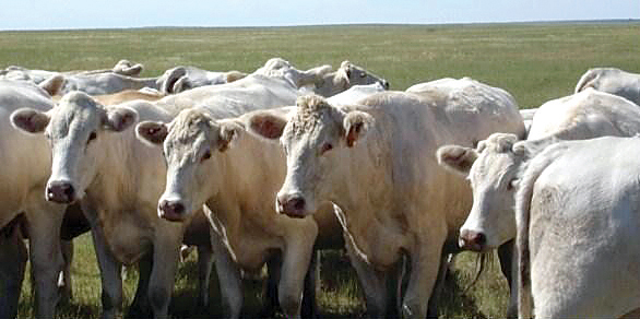 Cattle with a purpose | TSLN.com