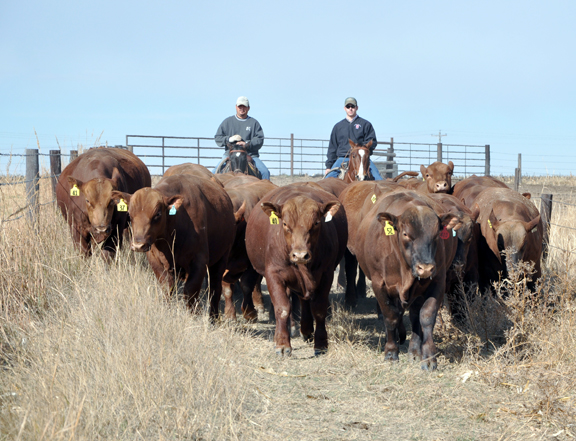 Cross Diamond Cattle Company supports All-American Beef Battalion ...