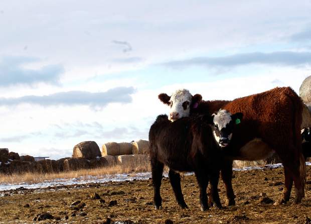 Cow depreciation a significant expense | TSLN.com