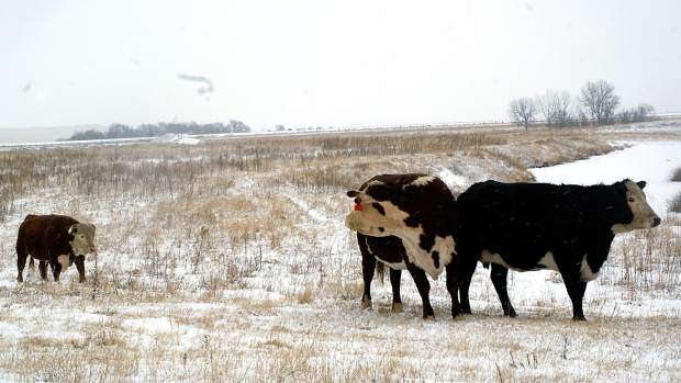 WARDING OFF THE CHILL: Cold stress a factor in livestock production ...