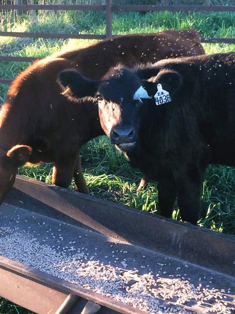 How to win against pink eye in cattle | TSLN.com