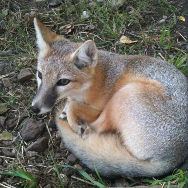 Swift Fox speaker to be featured at National Grassland Visitor Center ...