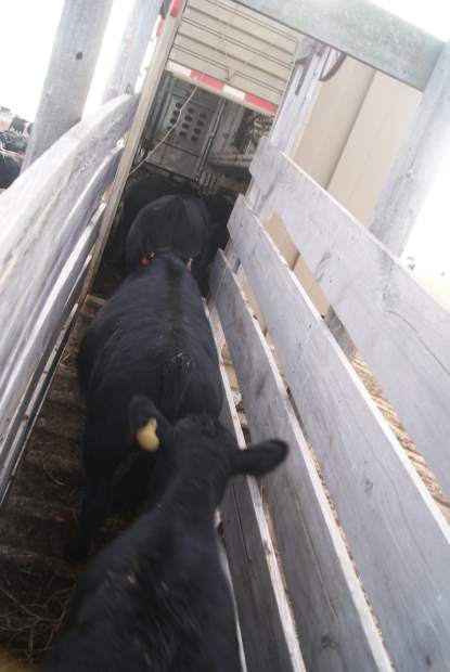 Tips & Preparation for Safe Cattle Hauling | TSLN.com