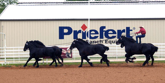World famous Percheron Thunder appearing at the 2012 BHSS Feb. 2-4 ...