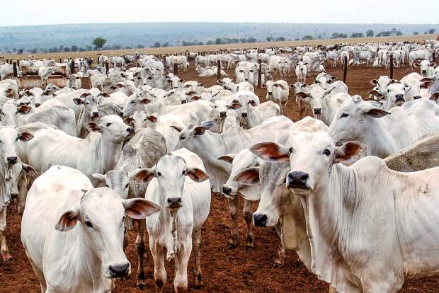Cattle groups oppose beef imports from Paraguay | TSLN.com