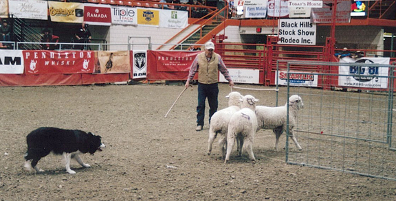 2012 Black Hills Stock Show North American Sheepdog Trial results ...