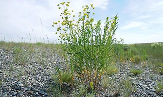 Controlling leafy spurge with bugs | TSLN.com