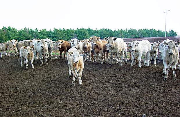 Scientists Scrutinize Role of “Supershedder” Cattle in E. coli O157:H7 ...