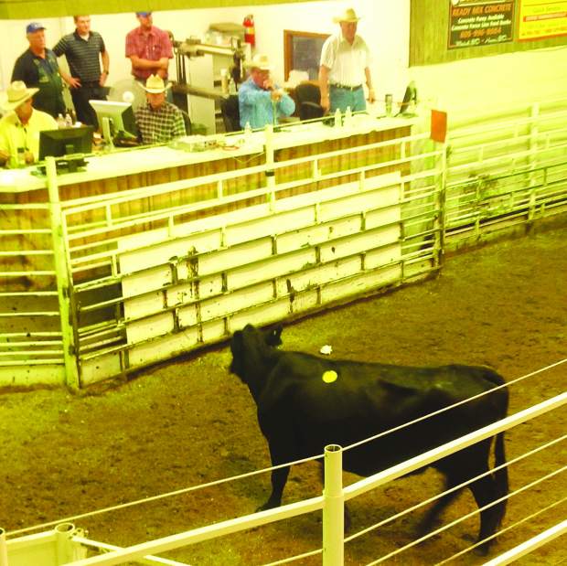 SDSU launches ‘Send a Cow to College’ campaign to fund new cow-calf ...