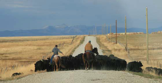 Diamond D Angus carries on tradition | TSLN.com