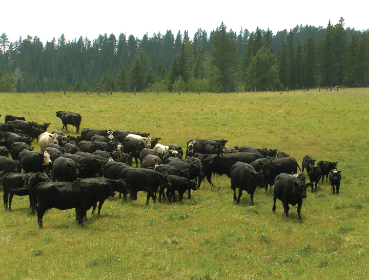 Tysdal Ranches | TSLN.com