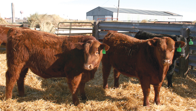 Fuoss Angus Ranch 11th Annual Bull Sale | TSLN.com