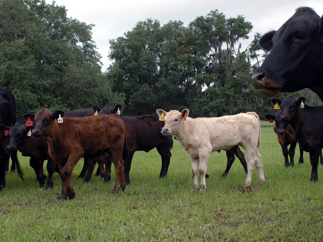 Stressed calves can be a costly mistake | TSLN.com