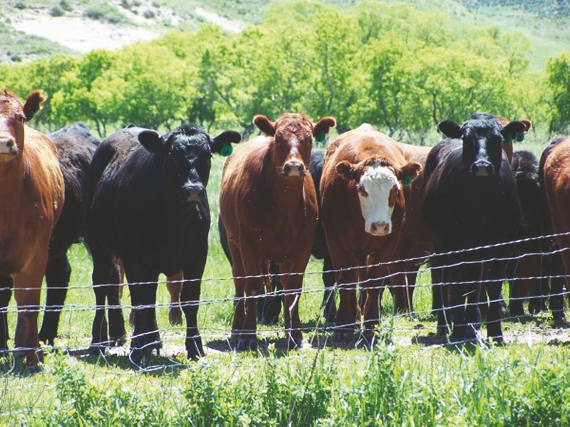 Quality replacement heifers becoming a rare commodity how to keep them ...