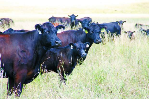 Identification of rare gene will help Angus breeders avoid problems ...