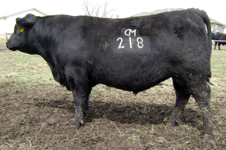 Mogck & Sons Angus – 26th Annual Production Sale | TSLN.com
