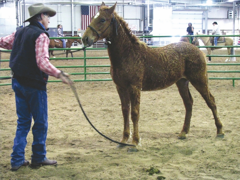 When training colts trust paves the way to a successful training ...