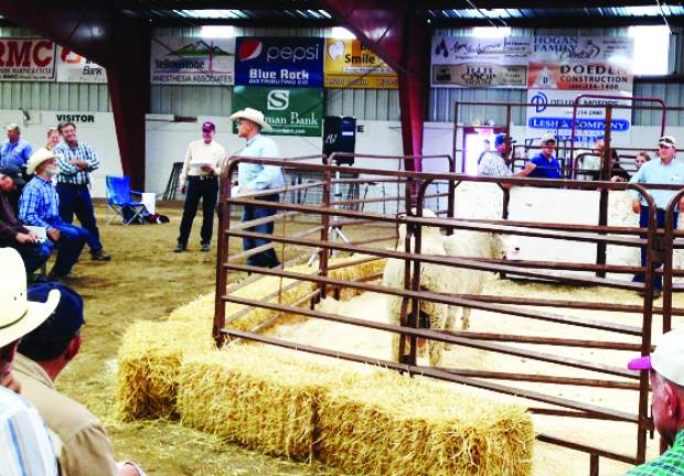 88th Annual Montana Ram Sale | TSLN.com