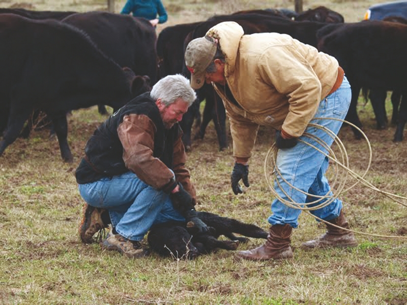 How to treat acute toxic gut infections in calves | TSLN.com