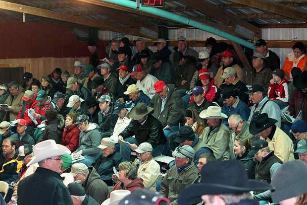 Connealy Angus Ranch 45th Annual Bull Sale | TSLN.com