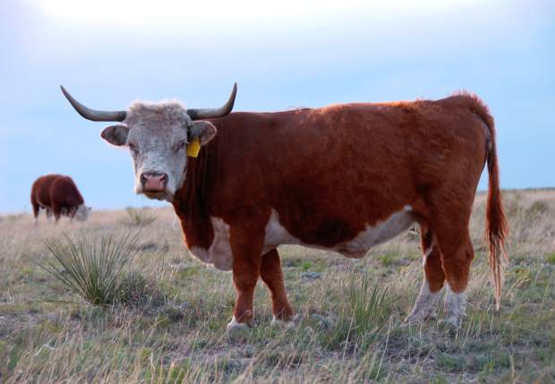 Prepare for the spring cattle breeding season | TSLN.com