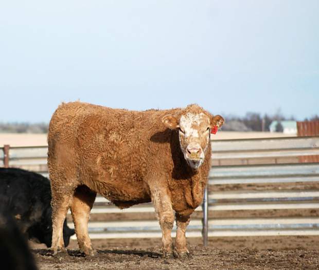 EXPENSIVE EXPANSION: JBS USA announces significant investment in Utah ...