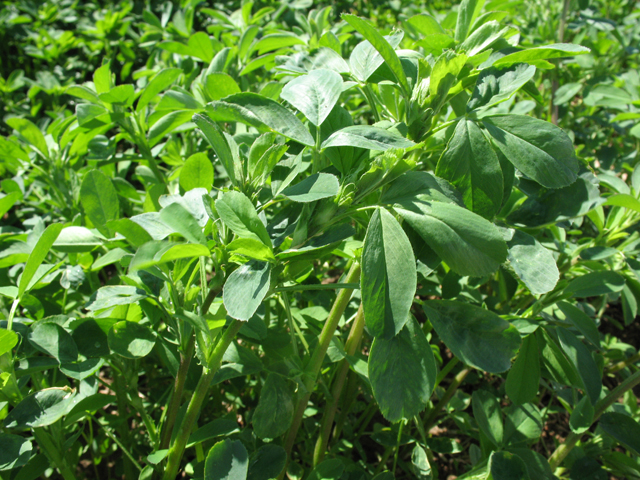 Vilsack: Decision on genetically engineered alfalfa soon | TSLN.com