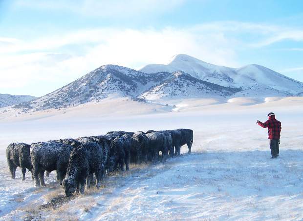 YOU CAN COUNT ON IT: Genex launches new evaluation to help producers ...