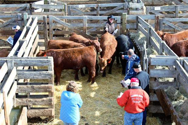 Brenner Angus Annual Production Sale | TSLN.com