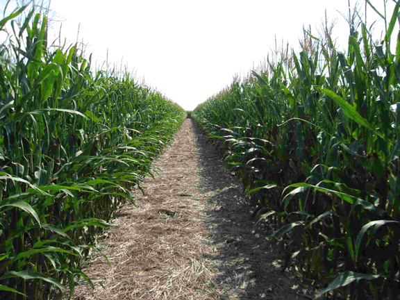 Skip-row planting gaining popularity | TSLN.com