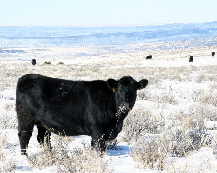 Ranch feature: Kendrick and Sharon Redland, Redland Angus | TSLN.com