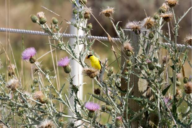 Controlling Canada Thistle | TSLN.com