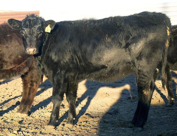 Using EPDs and Economic Index values | TSLN.com