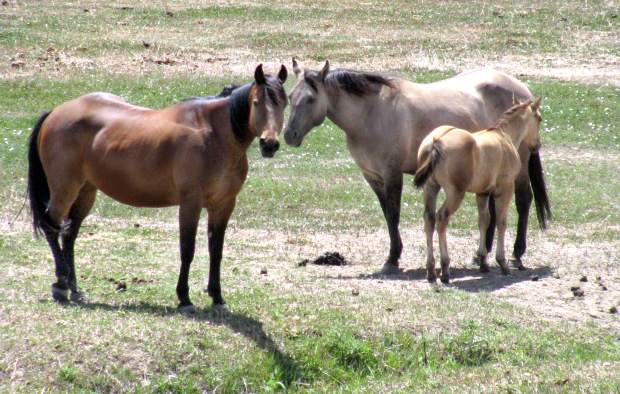 Low-stress foal weaning | TSLN.com