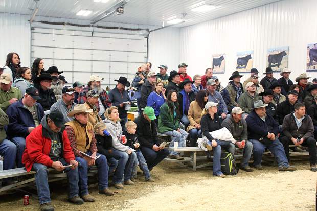 Richard Angus Ranch Bull Sale | TSLN.com